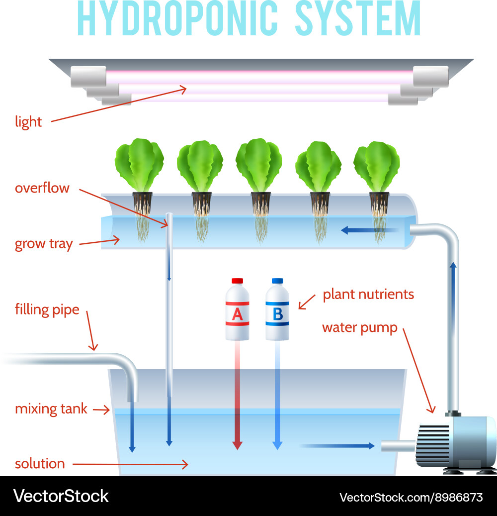 Hydroponics colored infographic Royalty Free Vector Image