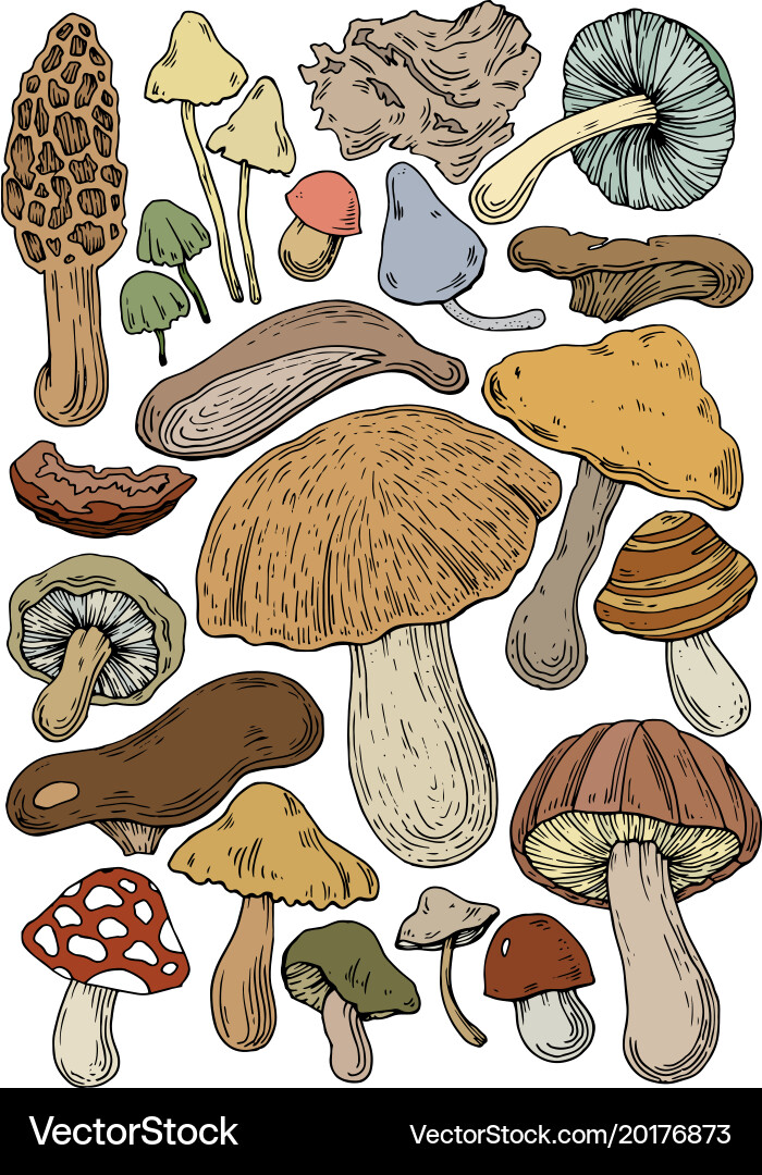 Mushrooms Royalty Free Vector Image - VectorStock