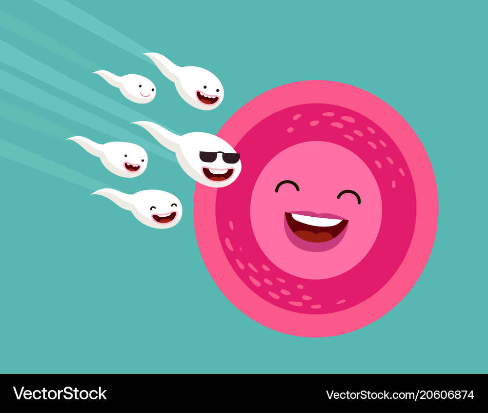 Oocyte fertilization pregnancy conception Vector Image