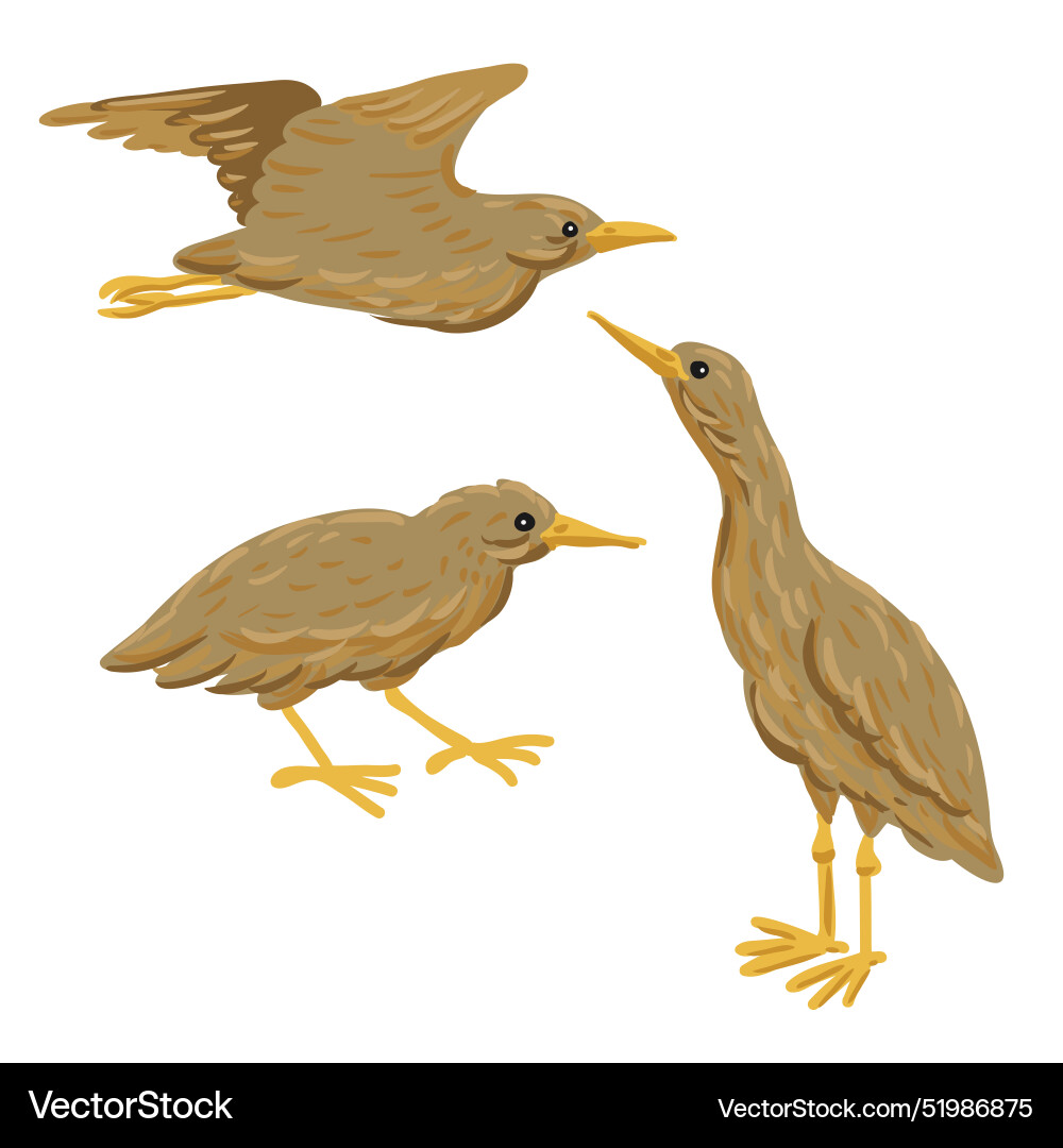Drawing great bittern bird Royalty Free Vector Image