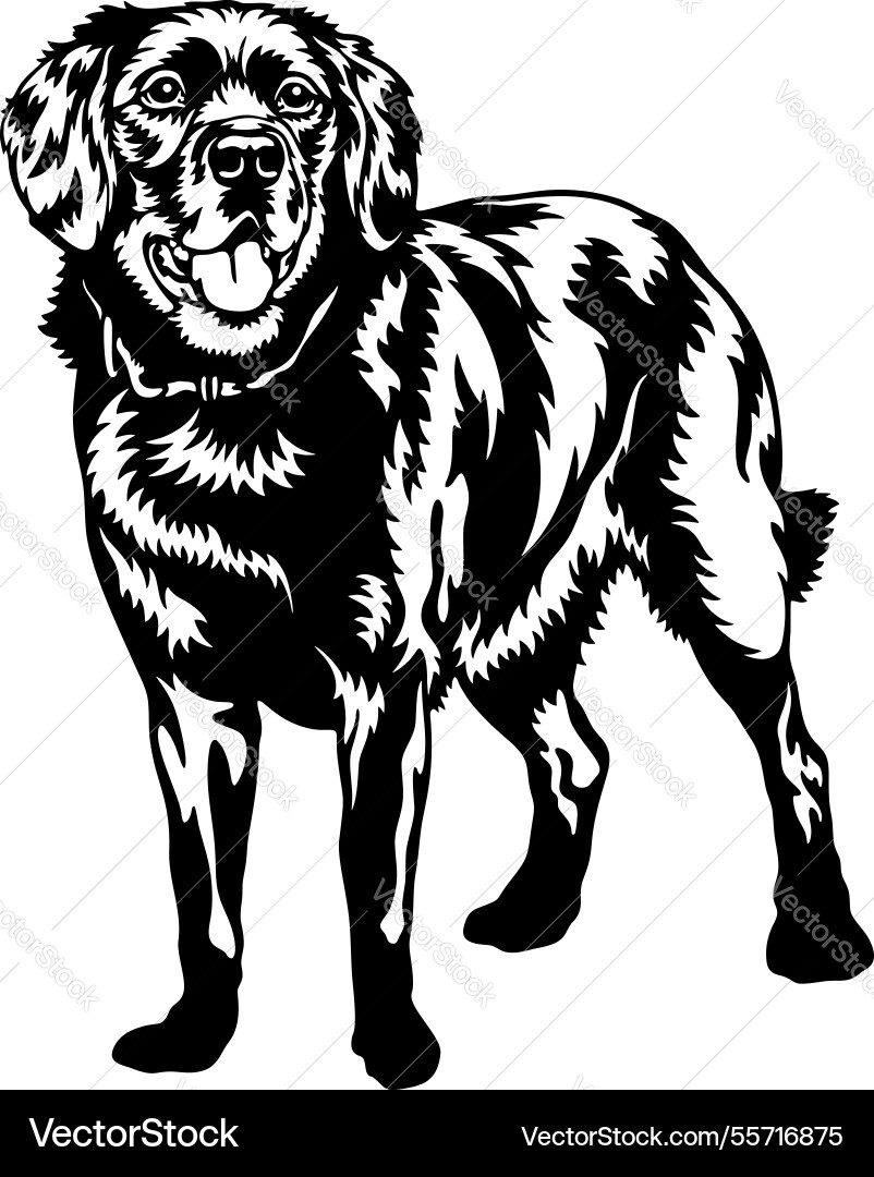 Half-breed labrador dog breed - pet cut Royalty Free Vector