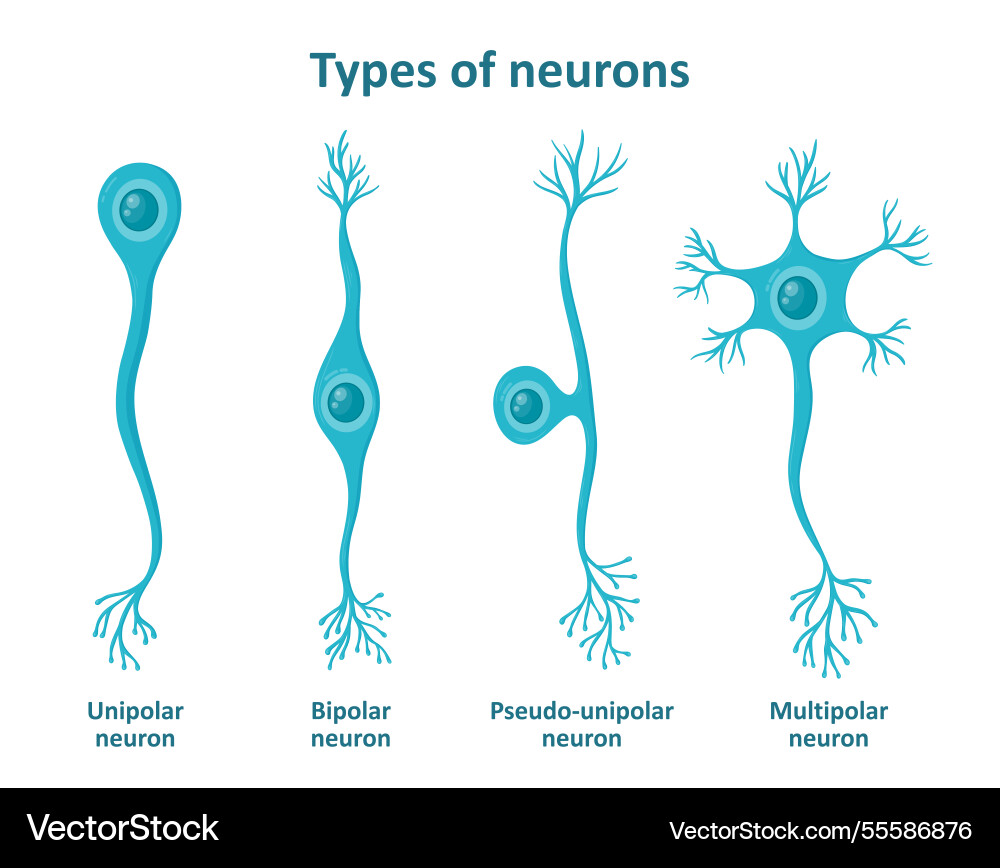 Different types of neurons nerve cells Royalty Free Vector