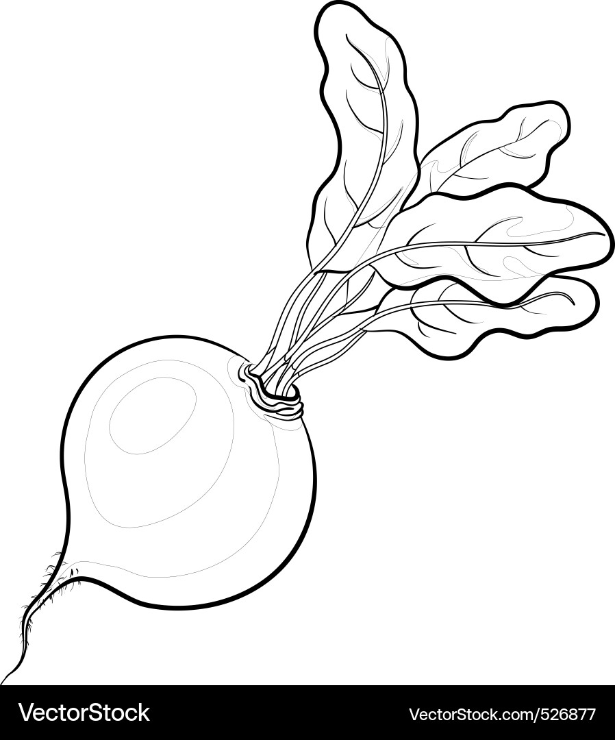 Beetroot with Leaf Outline Royalty Free Vector Image