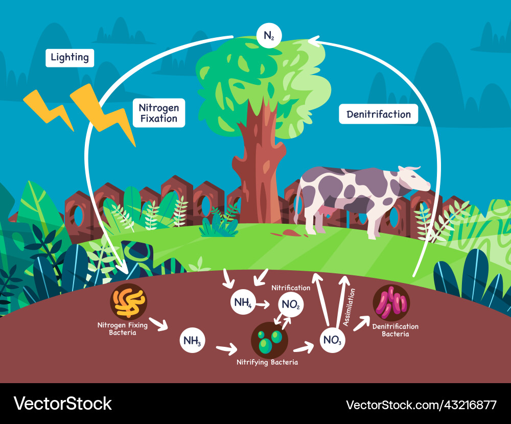 Nitrogen Cycle Diagram Royalty Free Vector Image