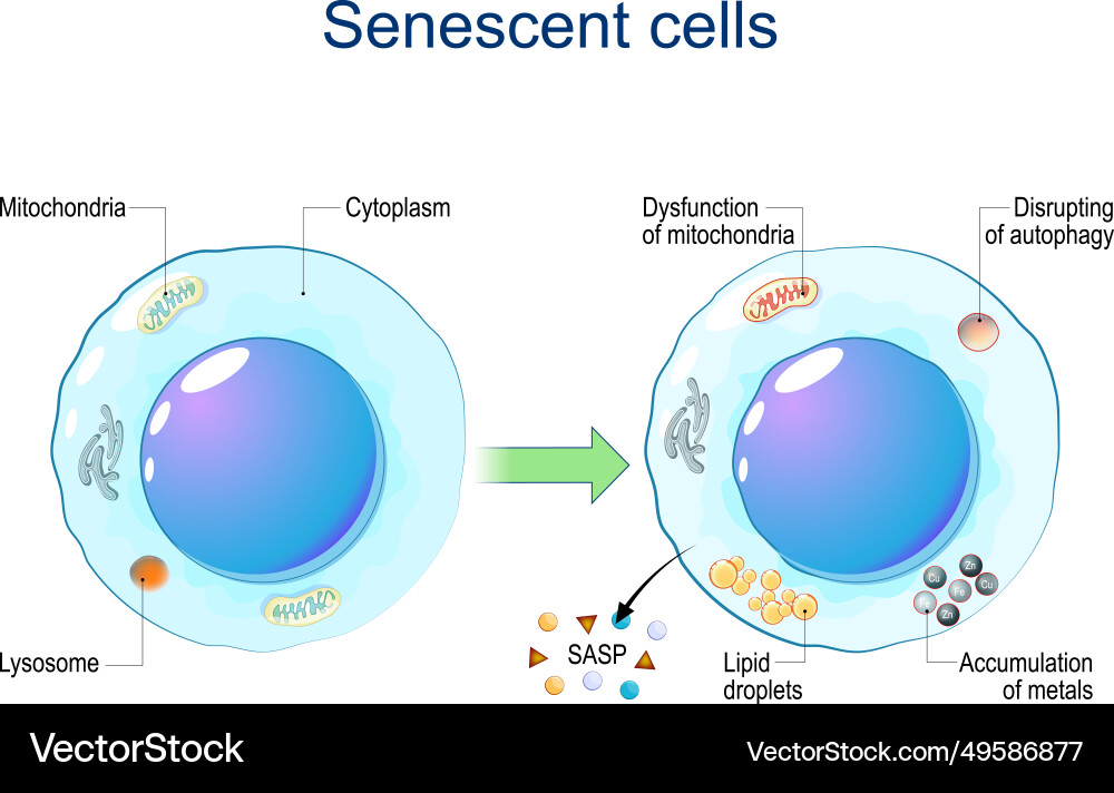 Senescent cells cellular senescence Royalty Free Vector