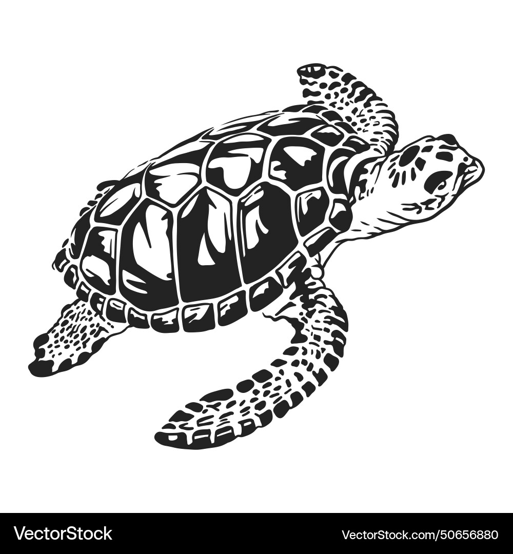 Sea turtle in black and white line art Royalty Free Vector
