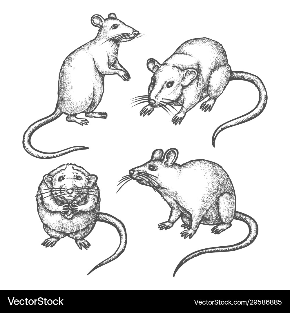 Mouse sketch or hand drawn rat lab rodent Vector Image