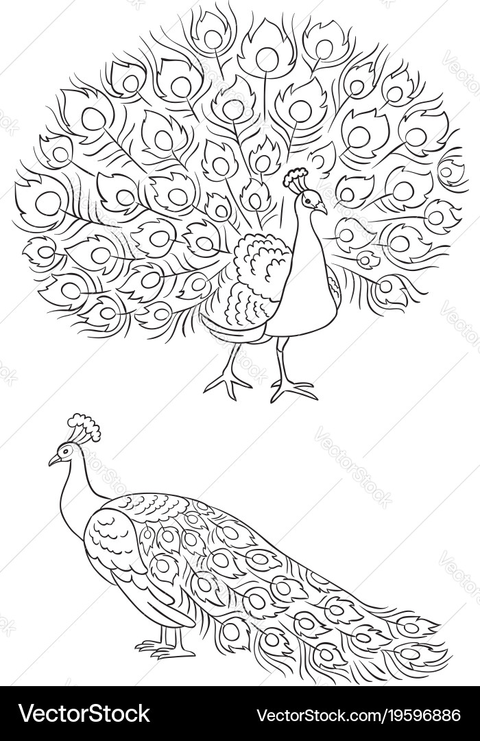 Peacock Outline Art Royalty Free Vector Image - VectorStock