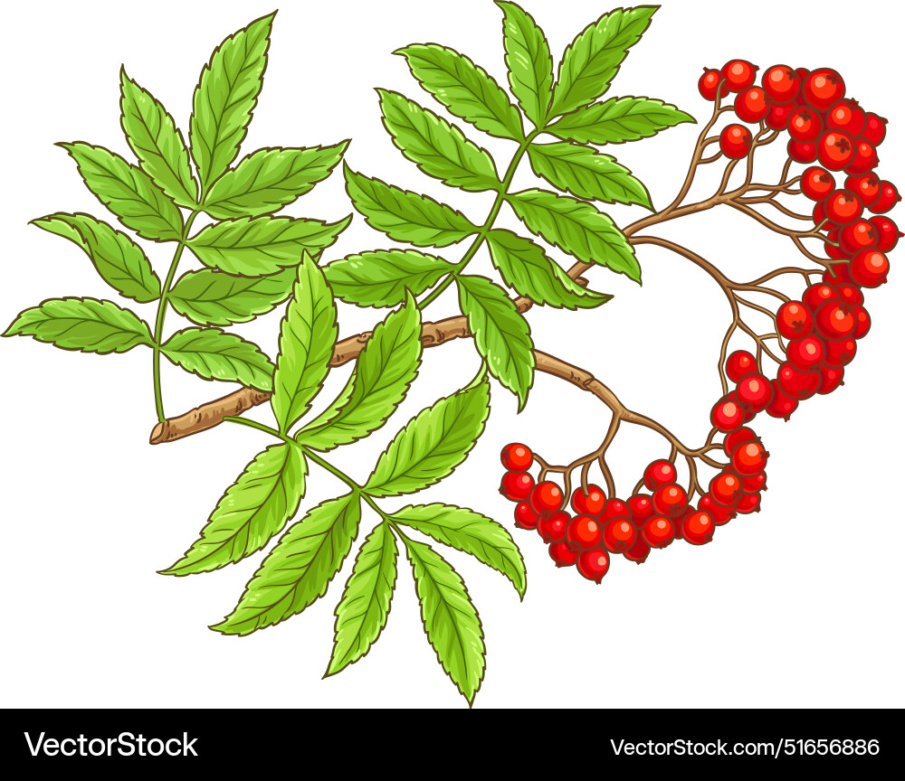 Rowan branch colored detailed Royalty Free Vector Image