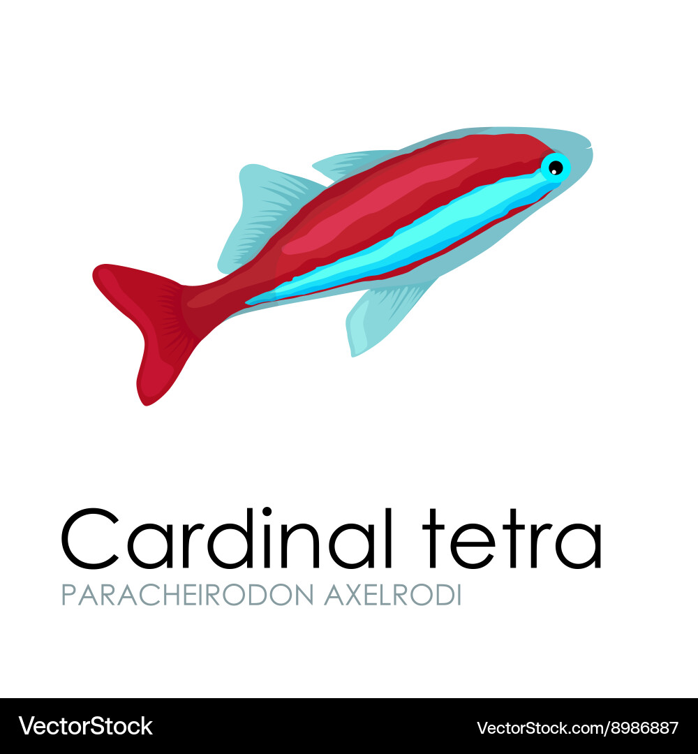 Aquarium fish cardinal tetra Royalty Free Vector Image
