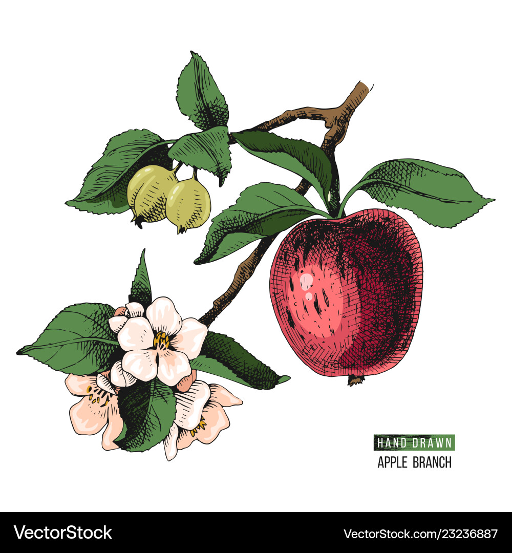 Hand drawn apple branch Royalty Free Vector Image