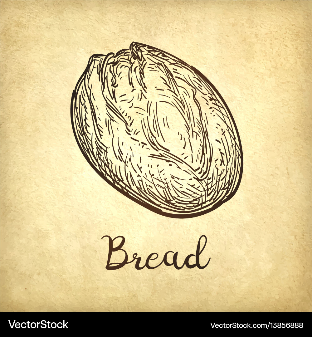 Rustic bread Royalty Free Vector Image - VectorStock