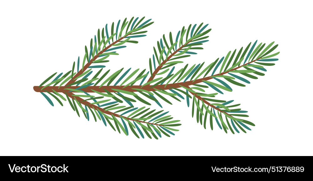 Christmas larch pine spruce branch Royalty Free Vector Image