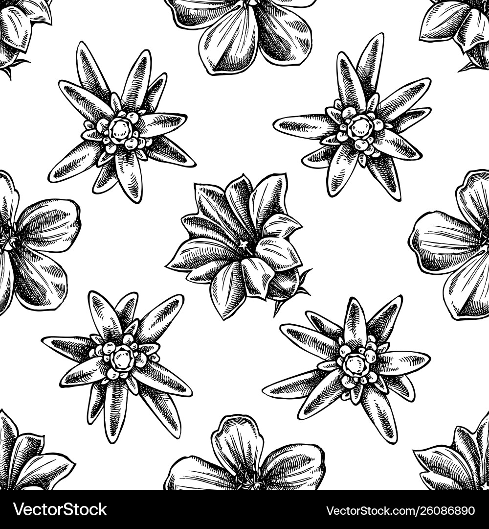 Seamless pattern with black and white edelweiss Vector Image