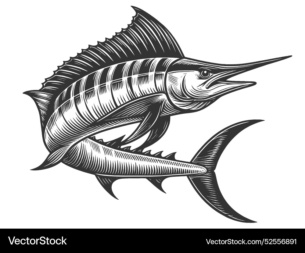 Sailfish blue marlin engraving Royalty Free Vector Image