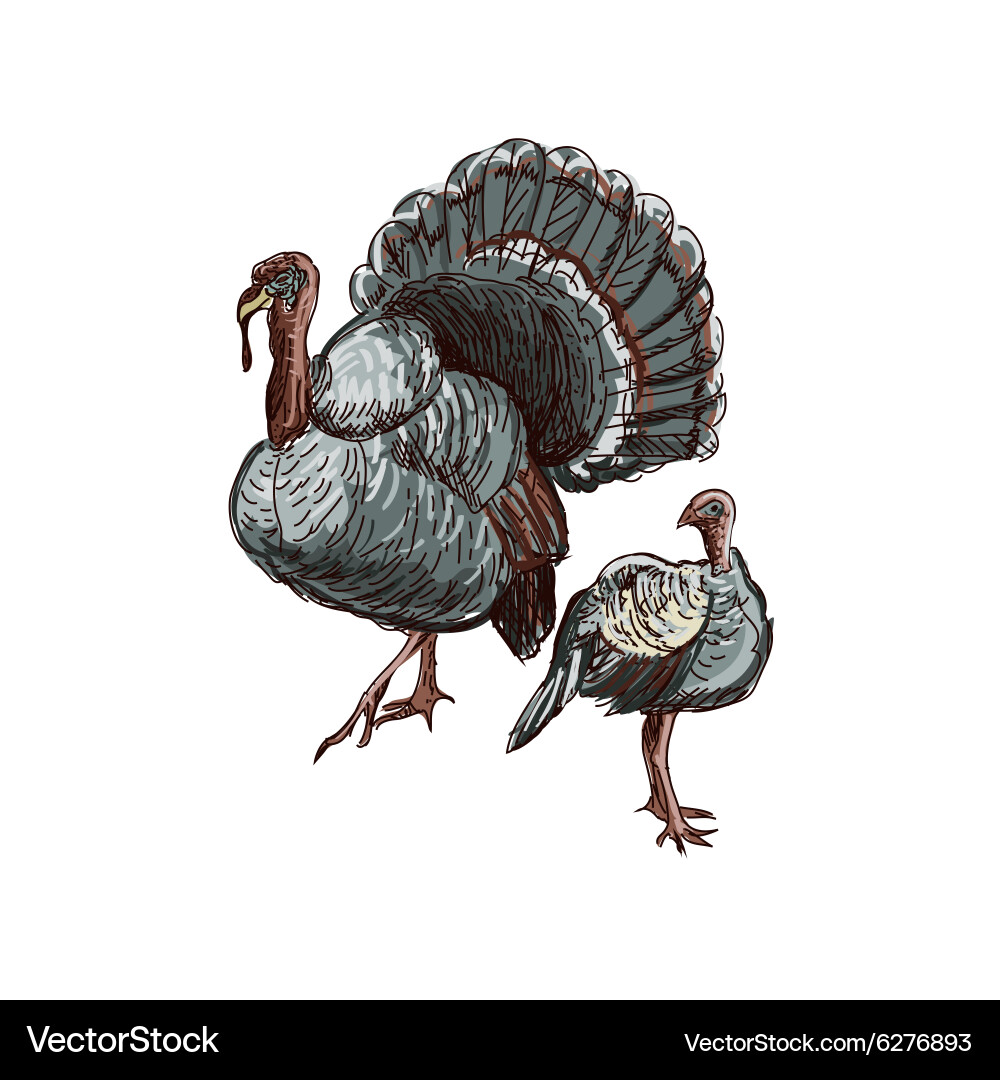 Doodle turkey Royalty Free Vector Image - VectorStock