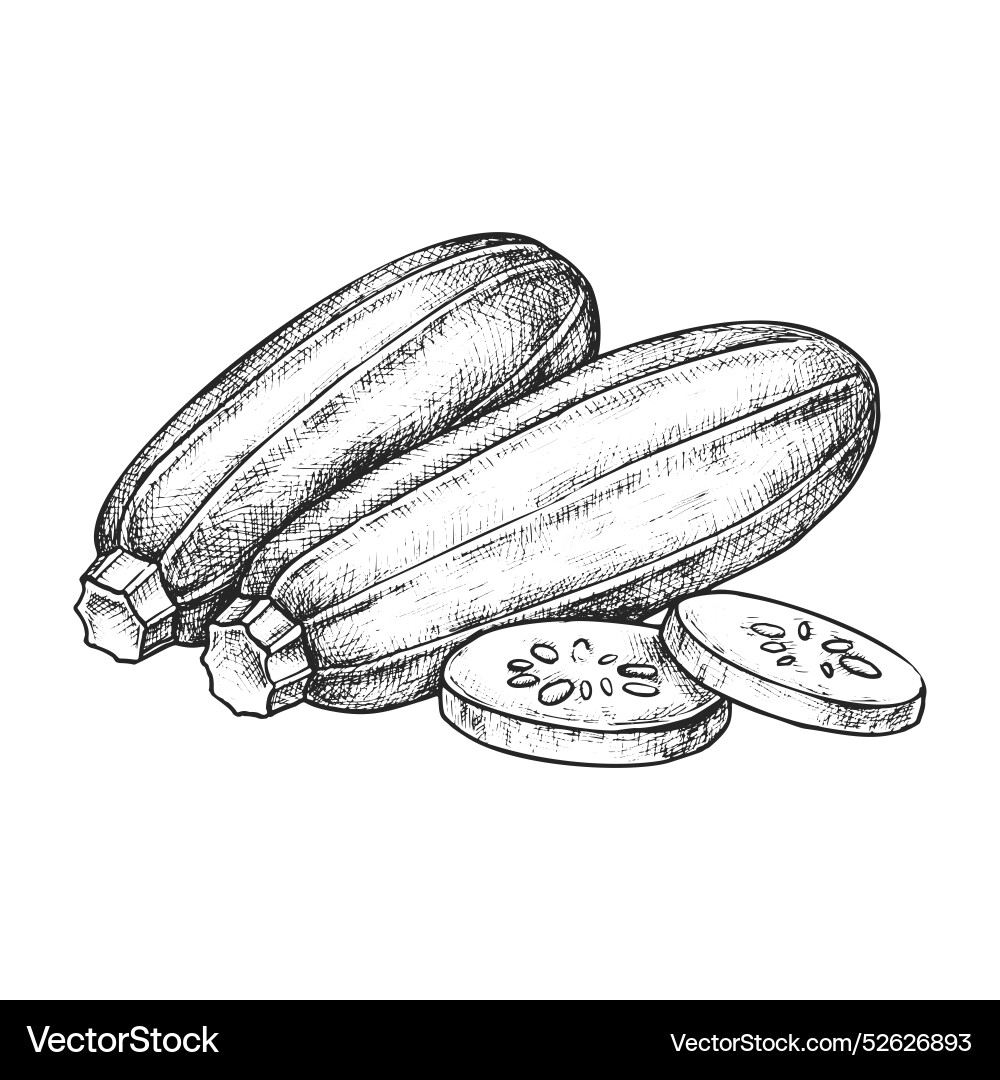 Hand drawn zucchini or courgette sketch Royalty Free Vector