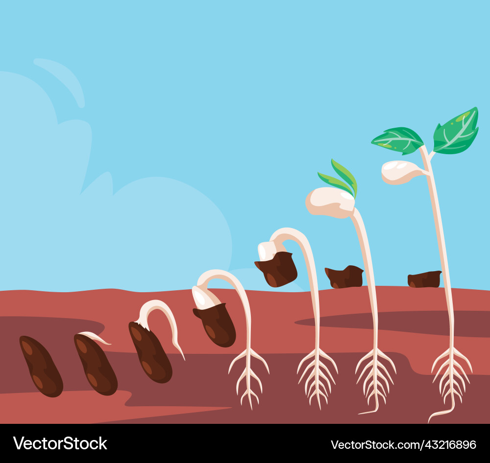 Germination process step growing from seed Vector Image