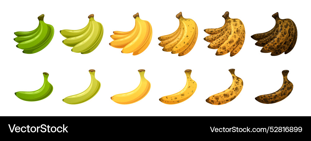 Sequence of bananas at different stages Royalty Free Vector