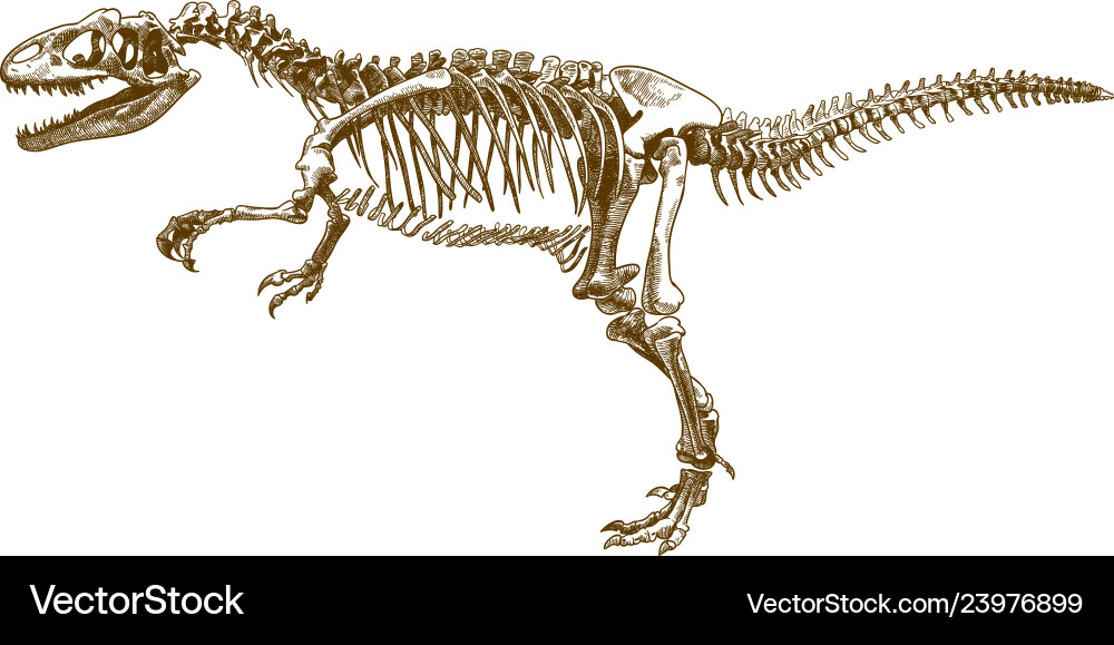 T-Rex Skeleton Engraving Royalty Free Vector Image
