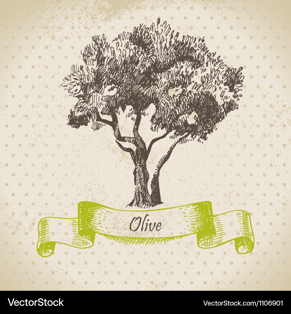 Hand Drawn Olive Oil Tree Vector Images (over 2,300)