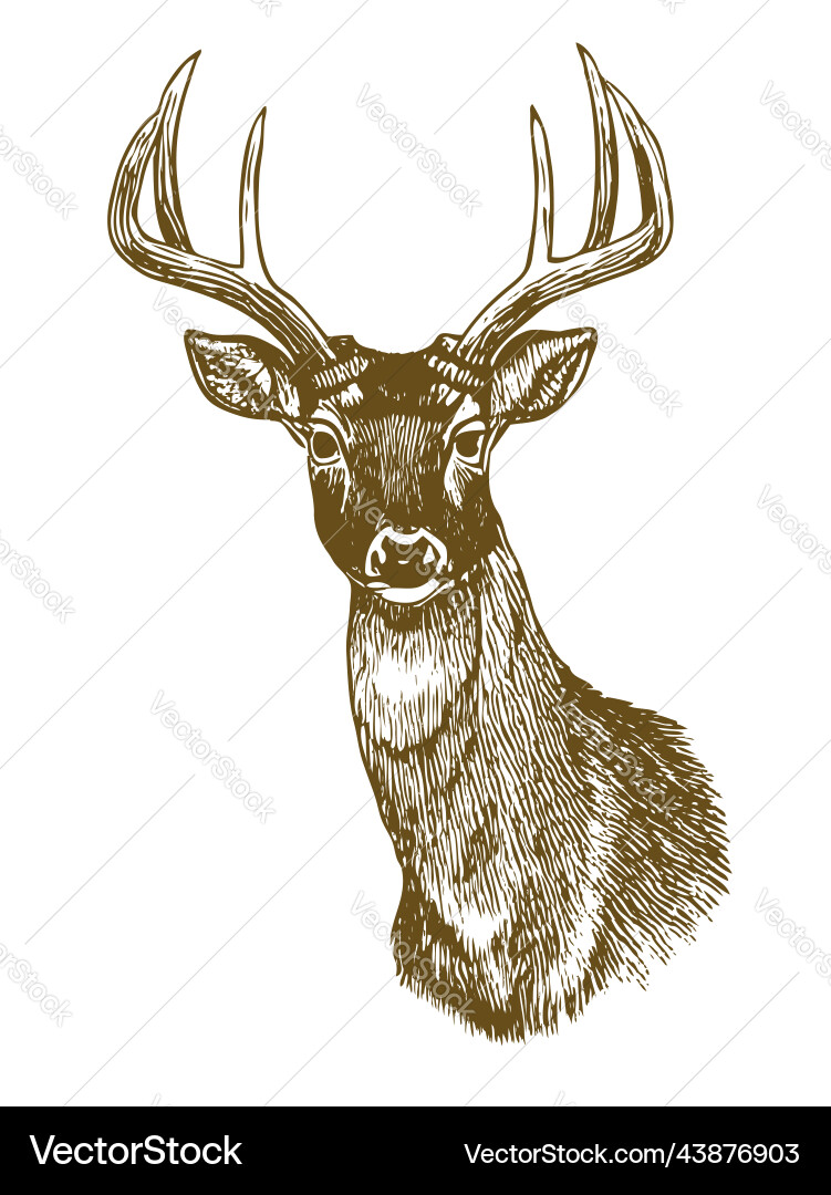 Wild deer portrait Royalty Free Vector Image - VectorStock