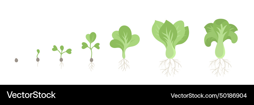 Cabbage Plant Growth Stages