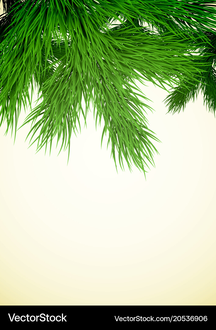 Fir tree branch Royalty Free Vector Image - VectorStock