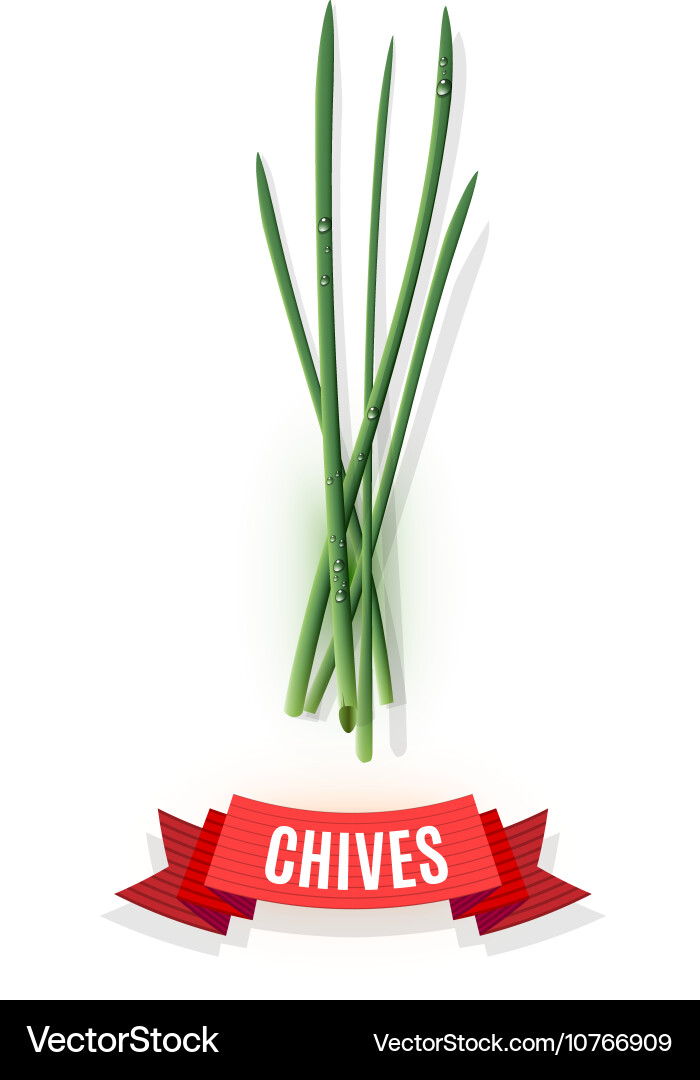 Chives stems and comic shaded ribbon banner Vector Image