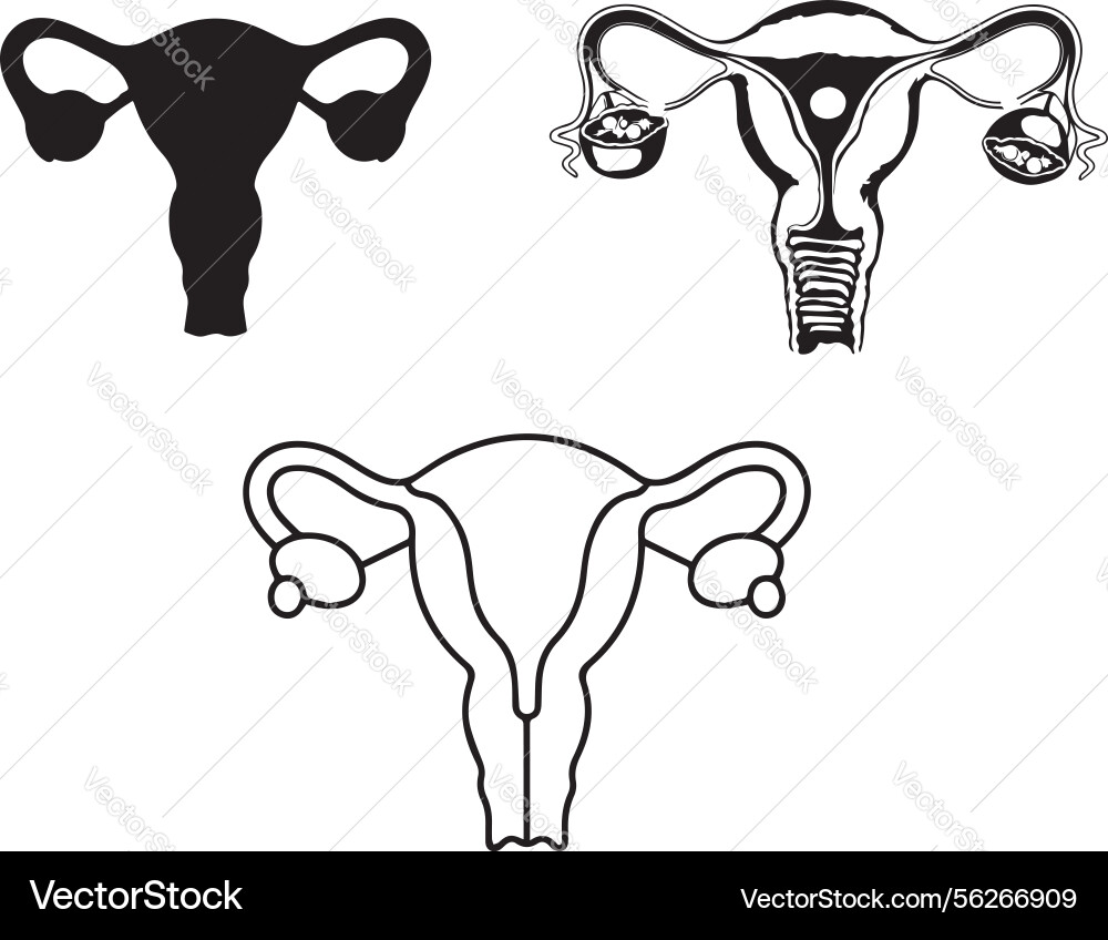 Female reproductive system anatomy diagrams Vector Image
