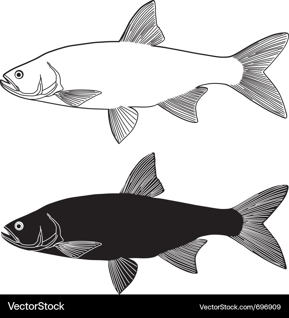 Freshwater fish Royalty Free Vector Image - VectorStock