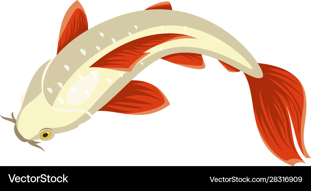 Koi carp beautiful bright japan pond fish Vector Image