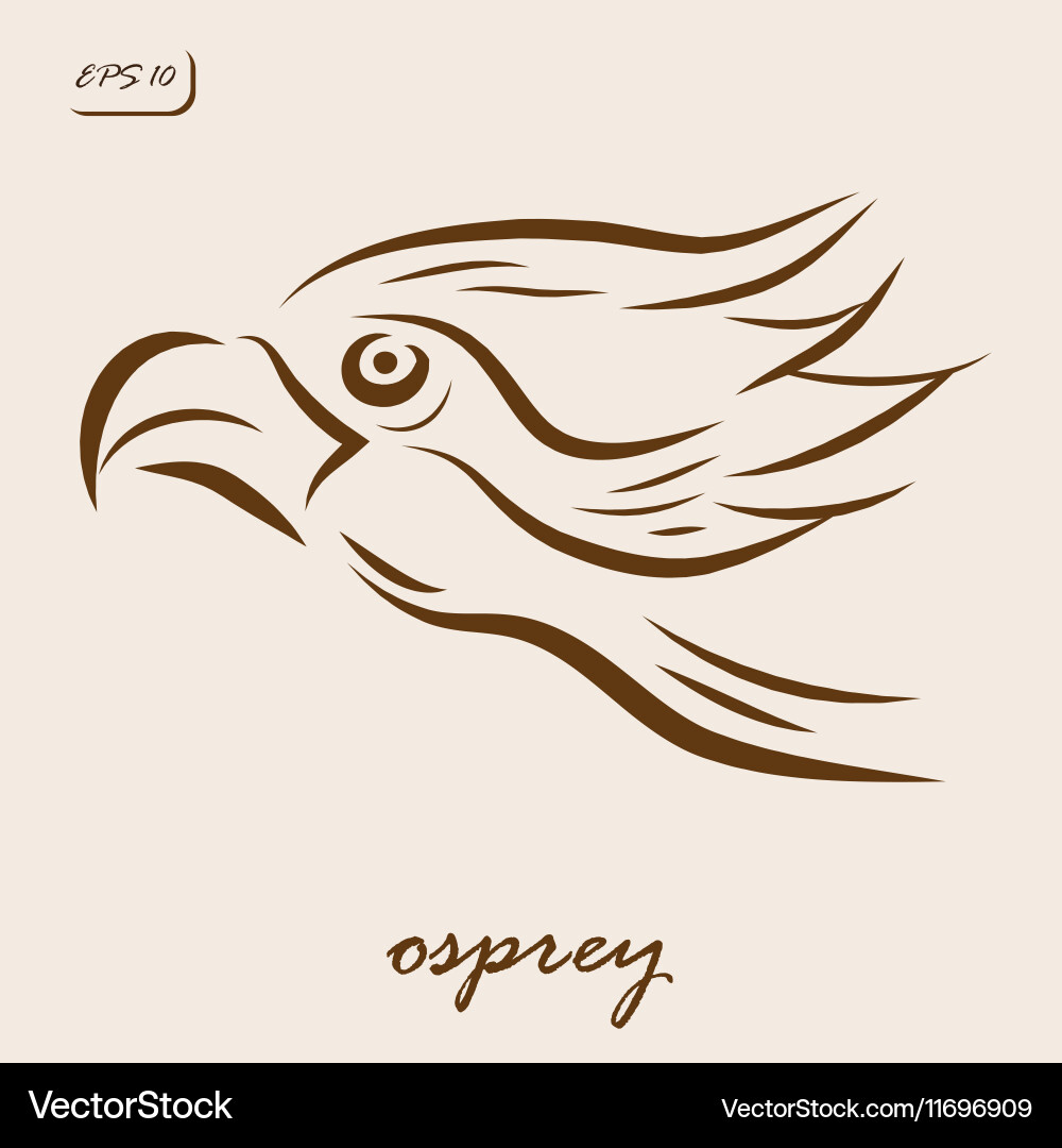 Osprey Royalty Free Vector Image - VectorStock