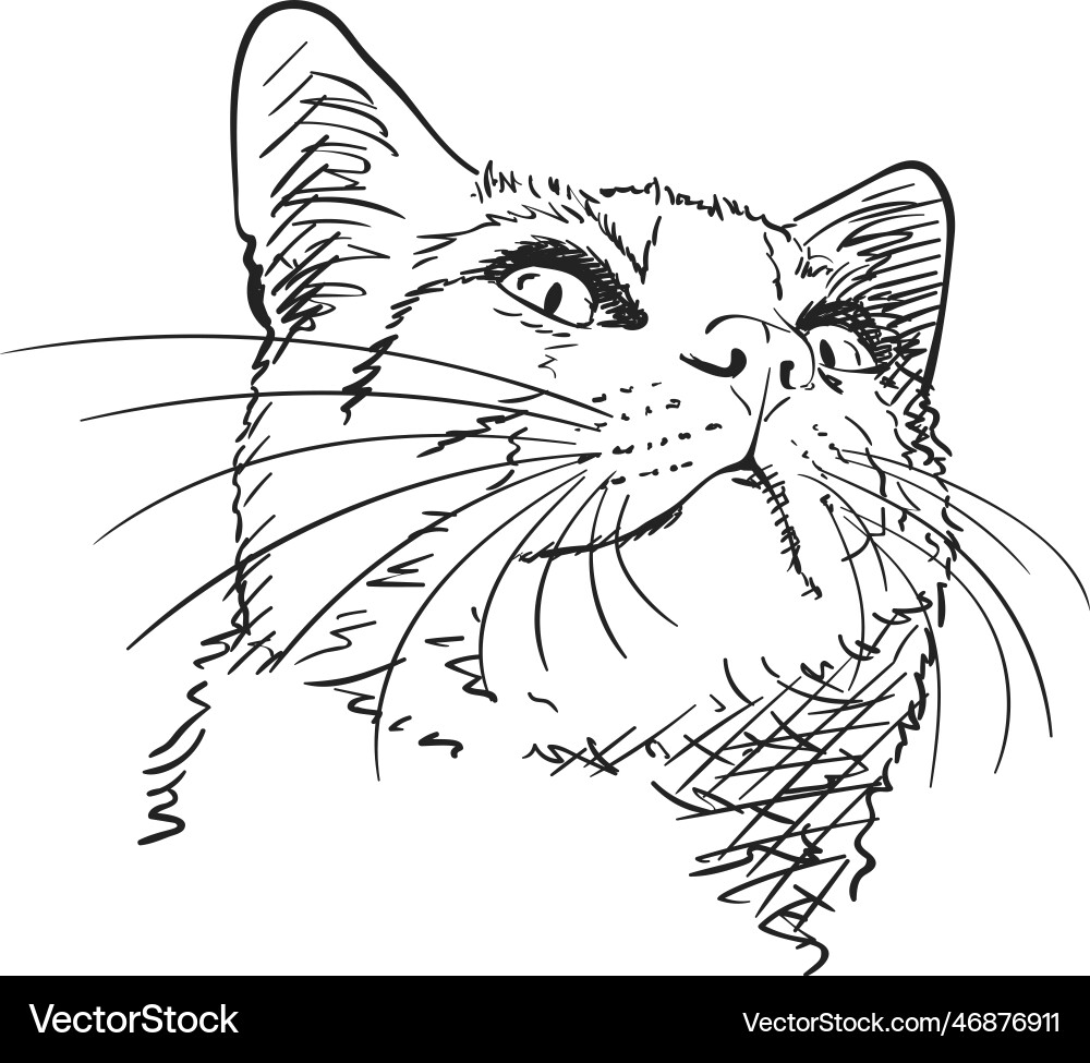 Cat Royalty Free Vector Image - VectorStock
