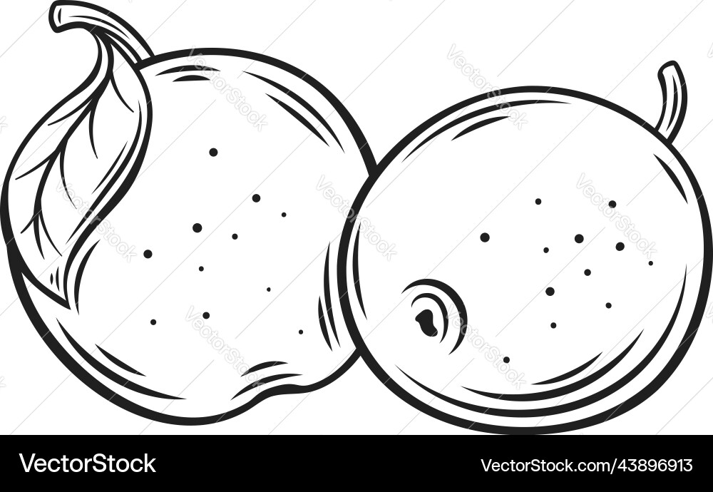 Apples black line icon hand drawing outline Vector Image
