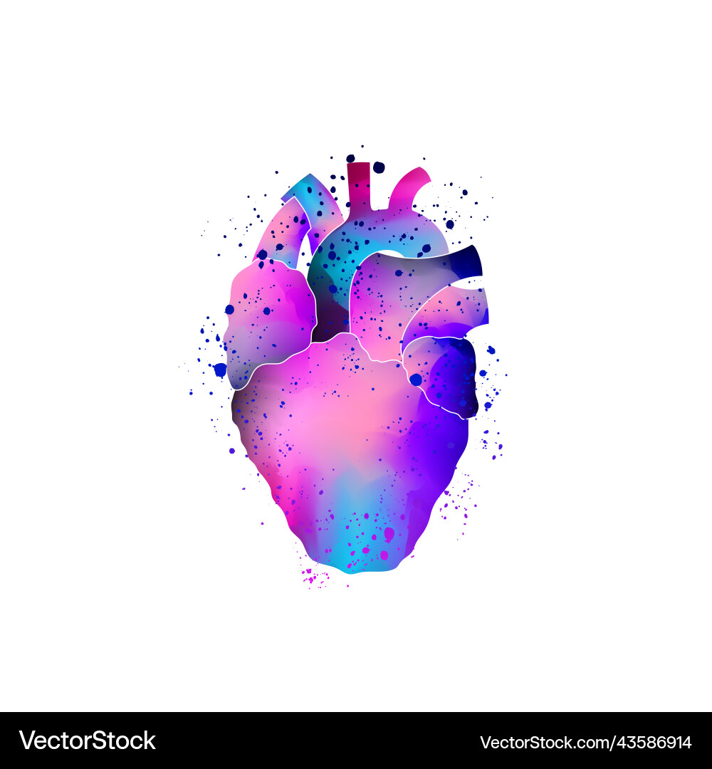 Anatomical heart isolated Royalty Free Vector Image