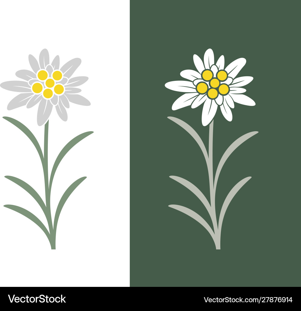 Edelweiss Flower Isolated – Royalty-Free Vector | VectorStock
