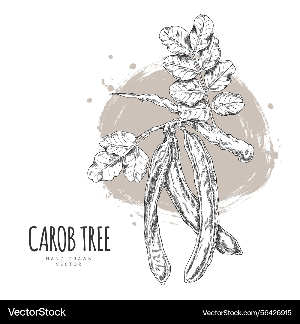 Carob tree bean pods on stem with leaves Vector Image