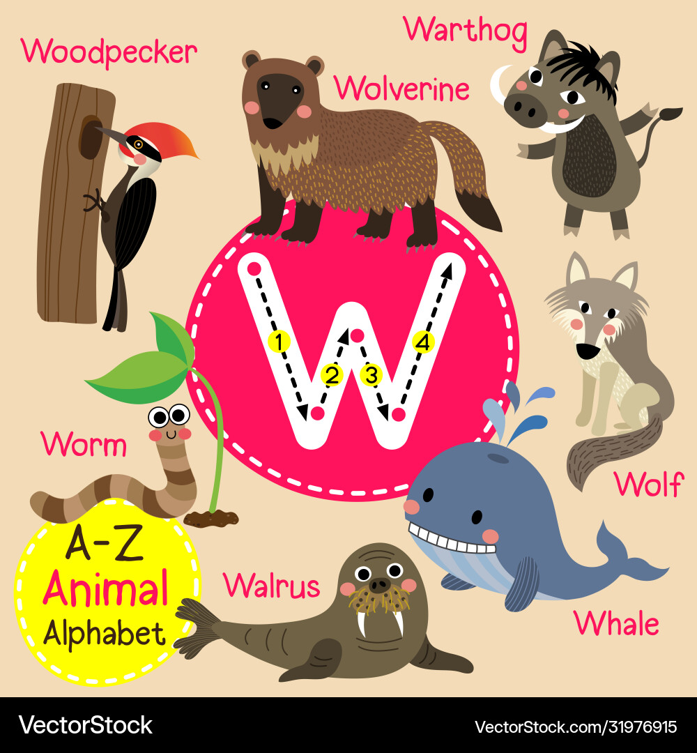 Letter w tracing walrus warthog whale wolf – Royalty-Free Vector ...