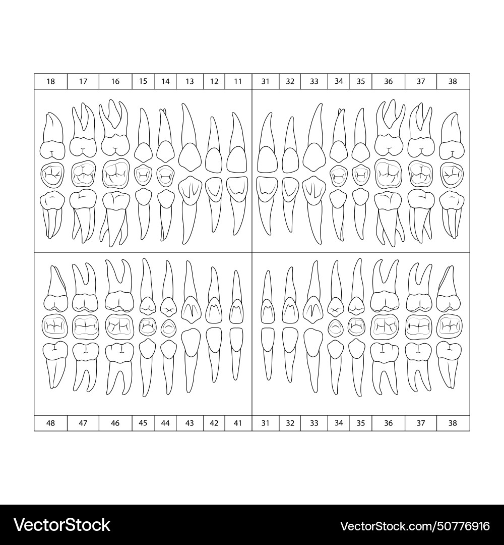 Chart of human teeth doodle Royalty Free Vector Image
