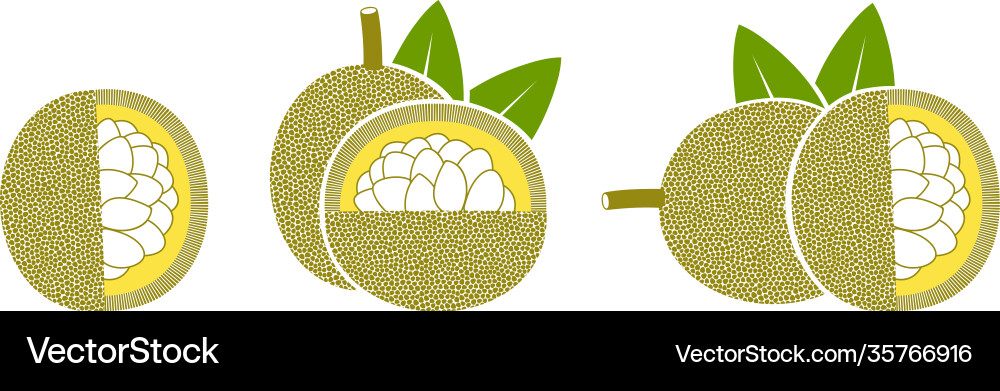 Marang Royalty Free Vector Image - VectorStock