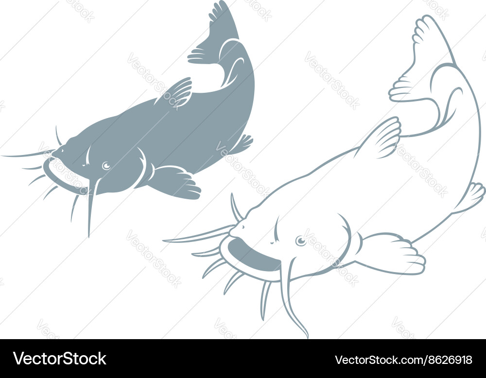 Fish catfish Royalty Free Vector Image - VectorStock