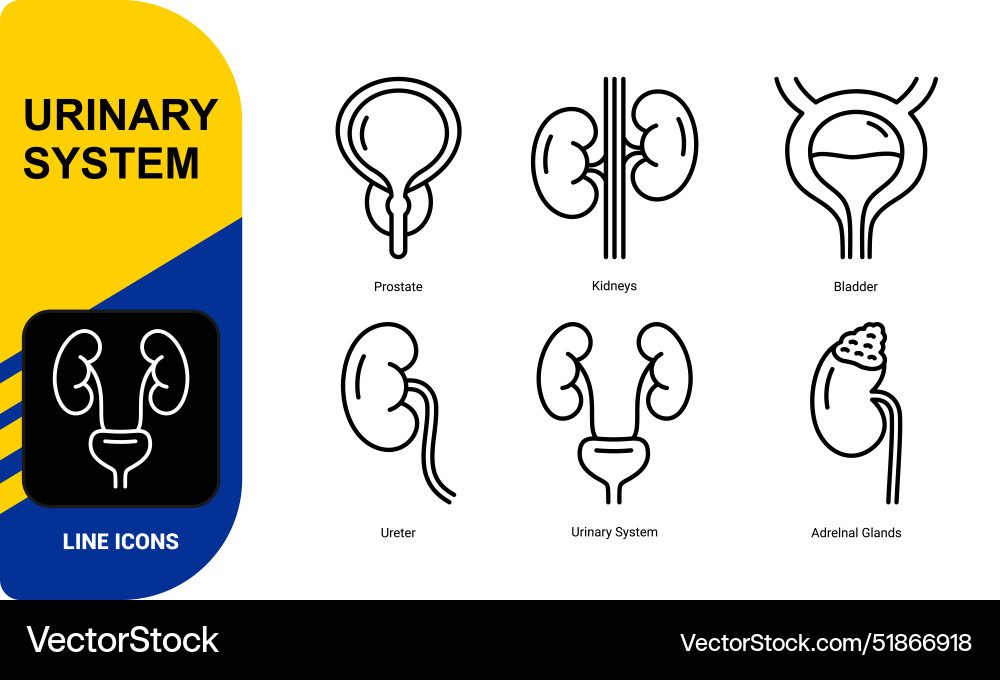 Urinary system icon set Royalty Free Vector Image