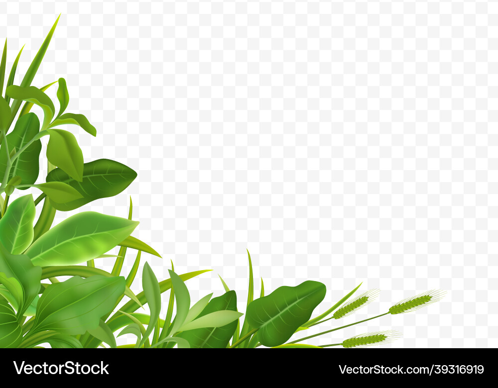 Grass leaves realistic corner Royalty Free Vector Image