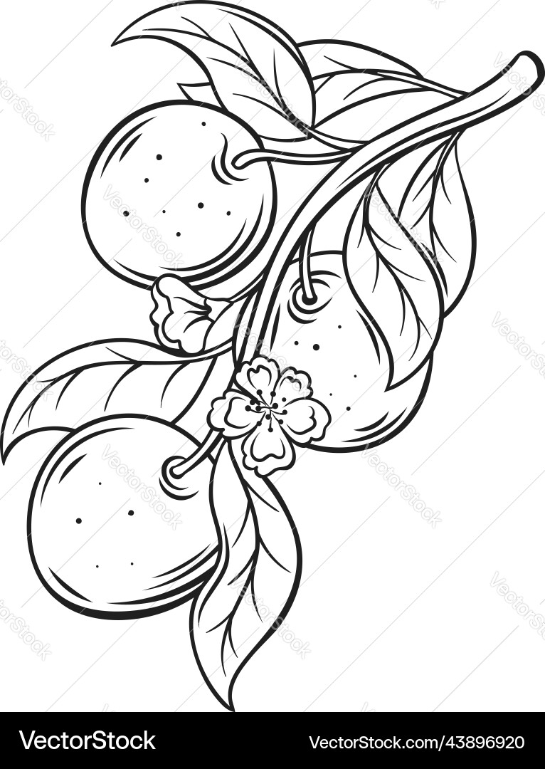 Apple tree branch with outline flowers leaves Vector Image