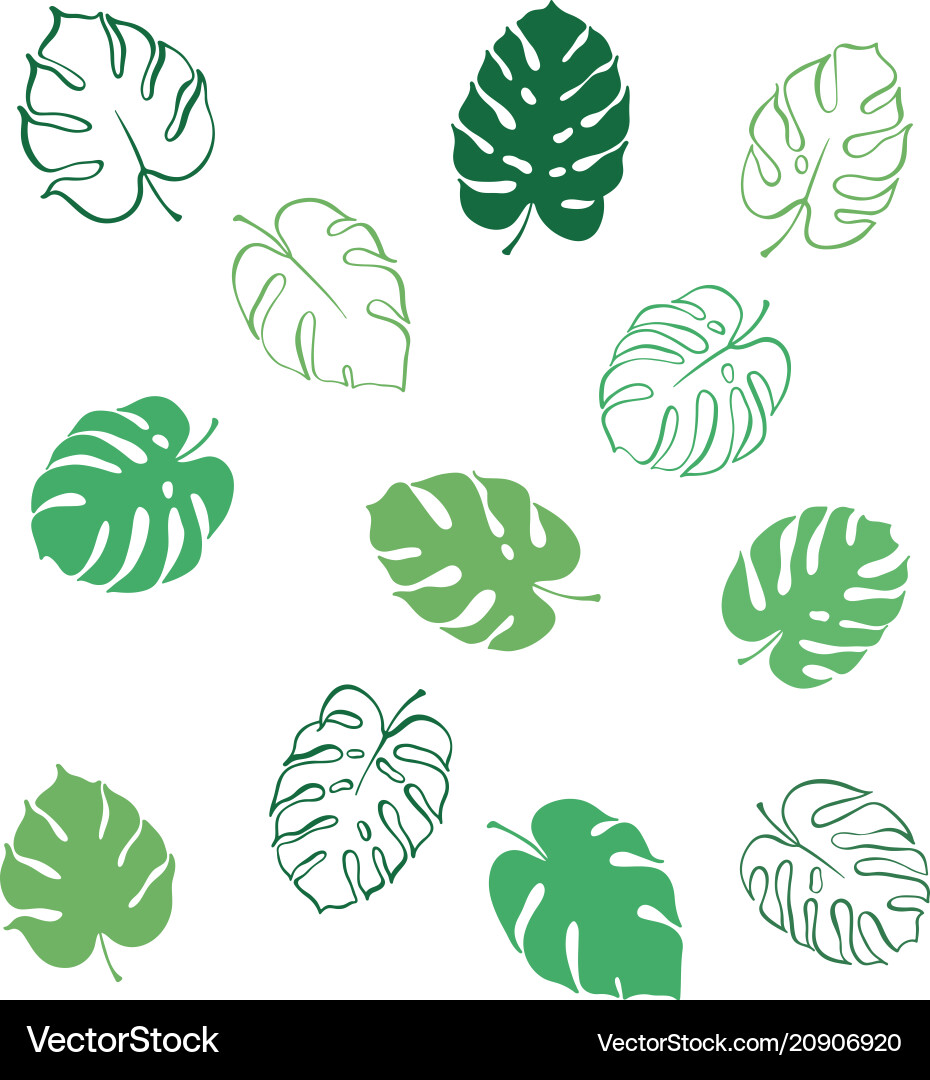 Monstera leaves Royalty Free Vector Image - VectorStock