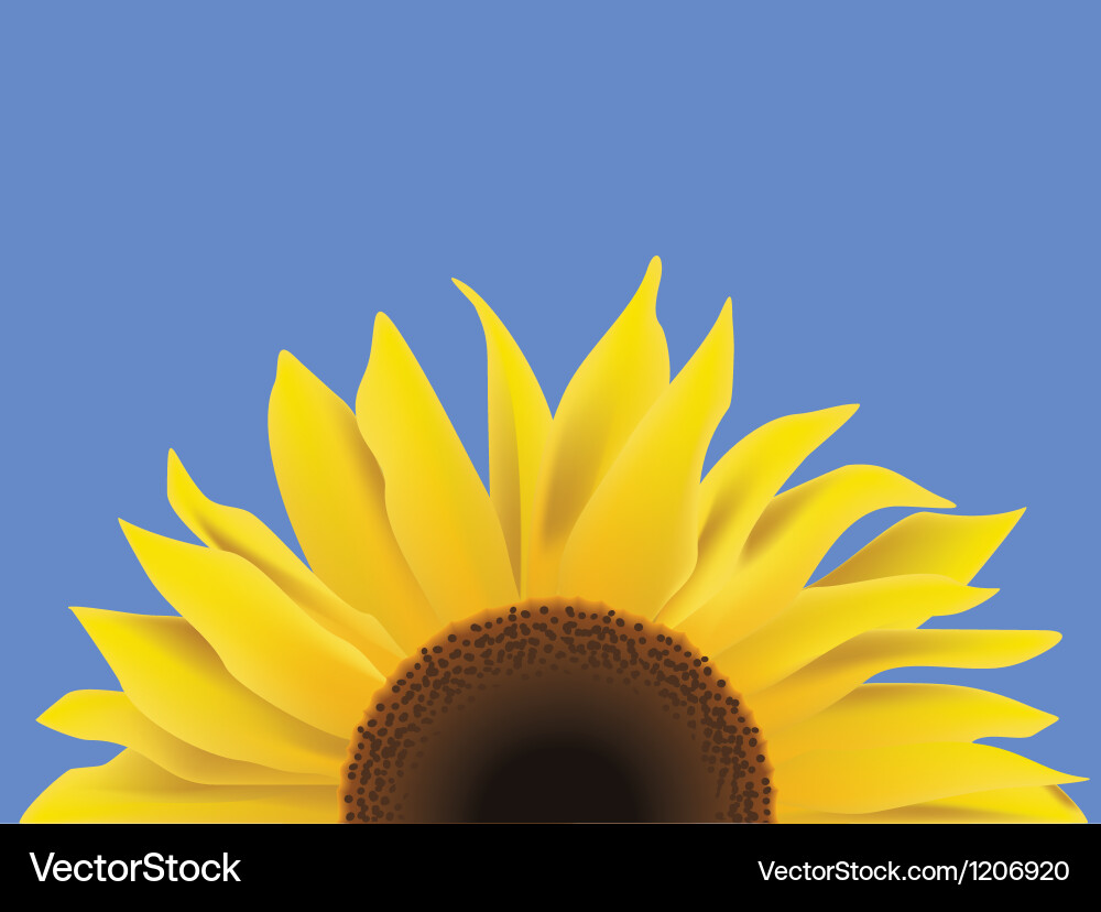 Sunflower Royalty Free Vector Image - VectorStock