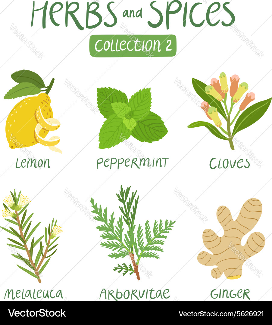 Herbs and spices collection 2 Royalty Free Vector Image