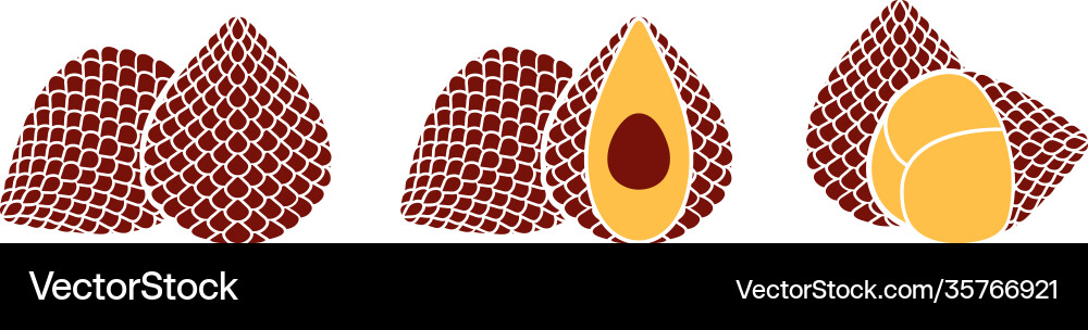 Salak Royalty Free Vector Image - VectorStock