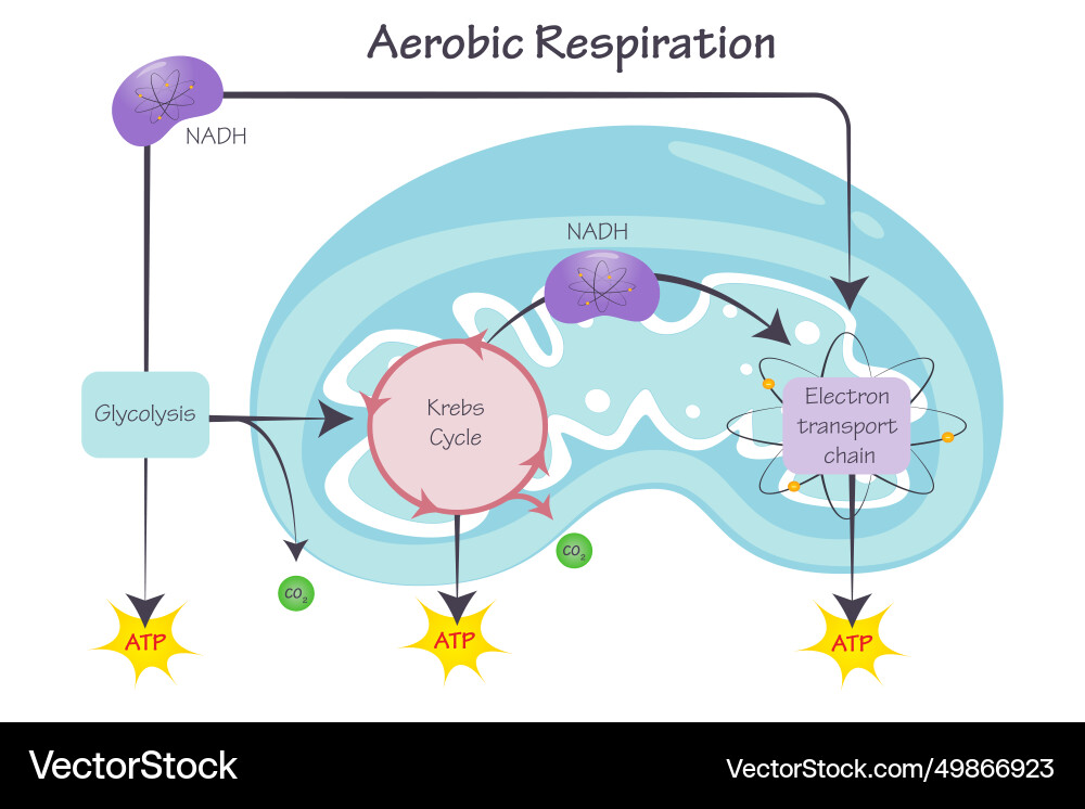 Cellular aerobic respiration in the mitochondria Vector Image